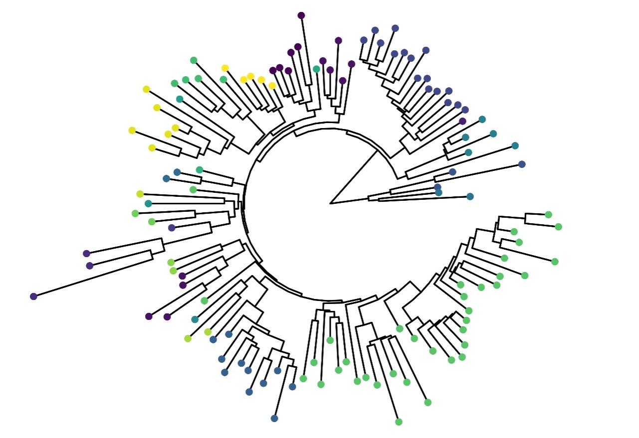 Module: Microbial Systematics Course | Edo Danilyan